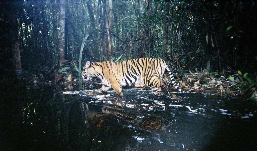 Taman Nasional Tesso Nilo Riau Daily Photo