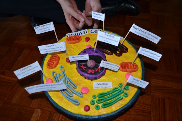 Animal Cell Model With Waste Material Lets Get Creative 3d Animal