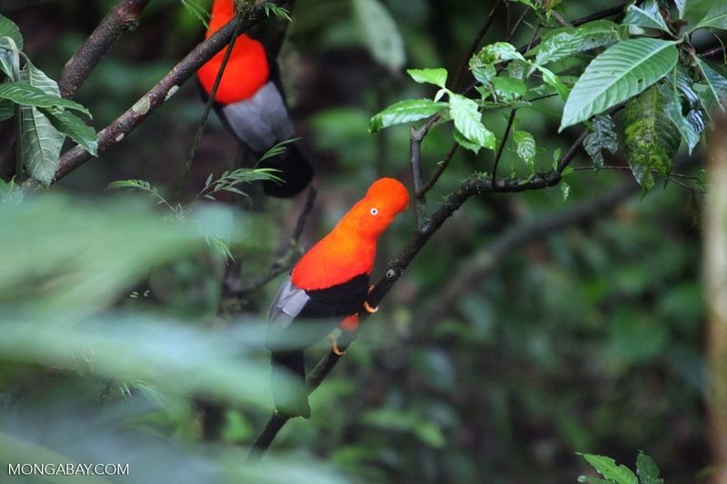 Sierra Del Divisor National Park Peru Amusing Planet