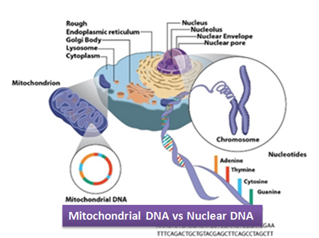 Difference Between Mitochondrial Dna And Nuclear Dna