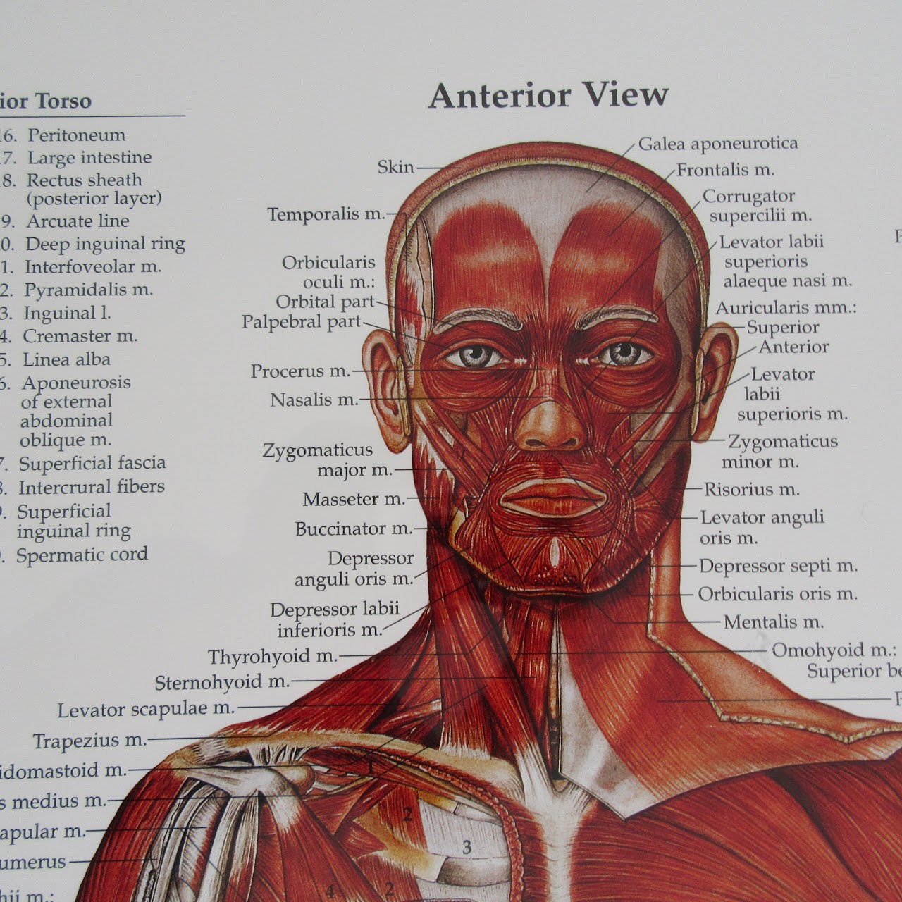 The Muscular System Anatomical Chart Poster Print Mus