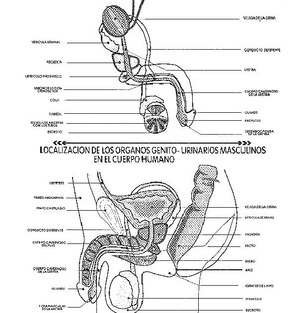 Pinto Dibujos Aparato Reproductor Masculino Con Nombres Para Colorear