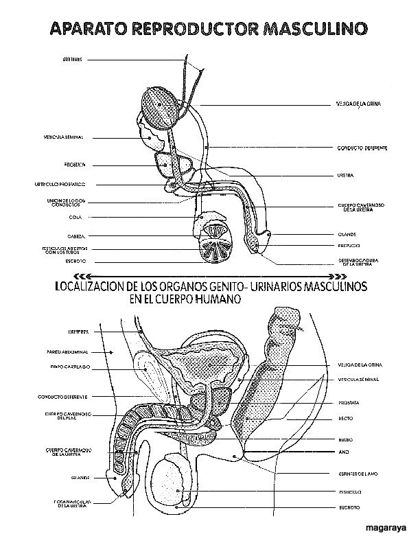 Pinto Dibujos Aparato Reproductor Masculino Con Nombres Para Colorear