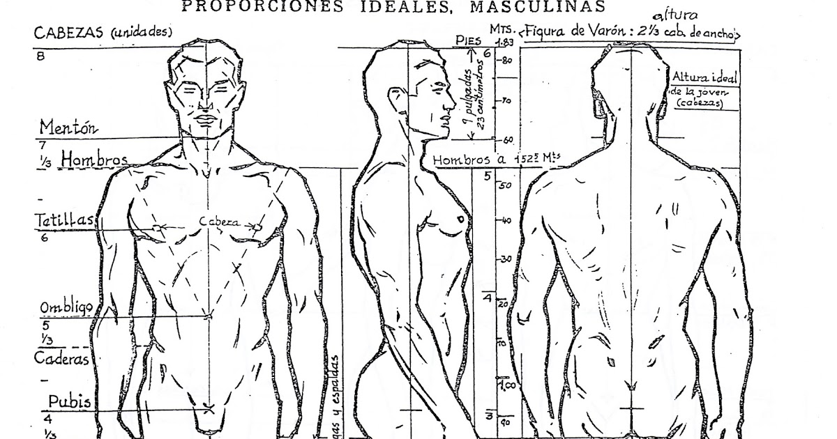 Las Proporciones Del Cuerpo Humano