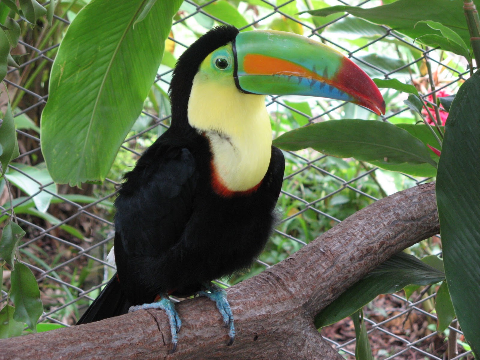 Keel Billed Toucan