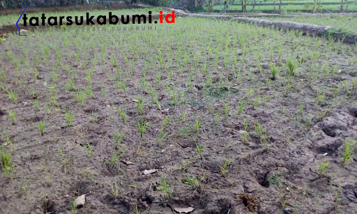 Puluhan Hektar Lahan Pertanian Di Sukabumi Terancam Gagal Panen Akibat