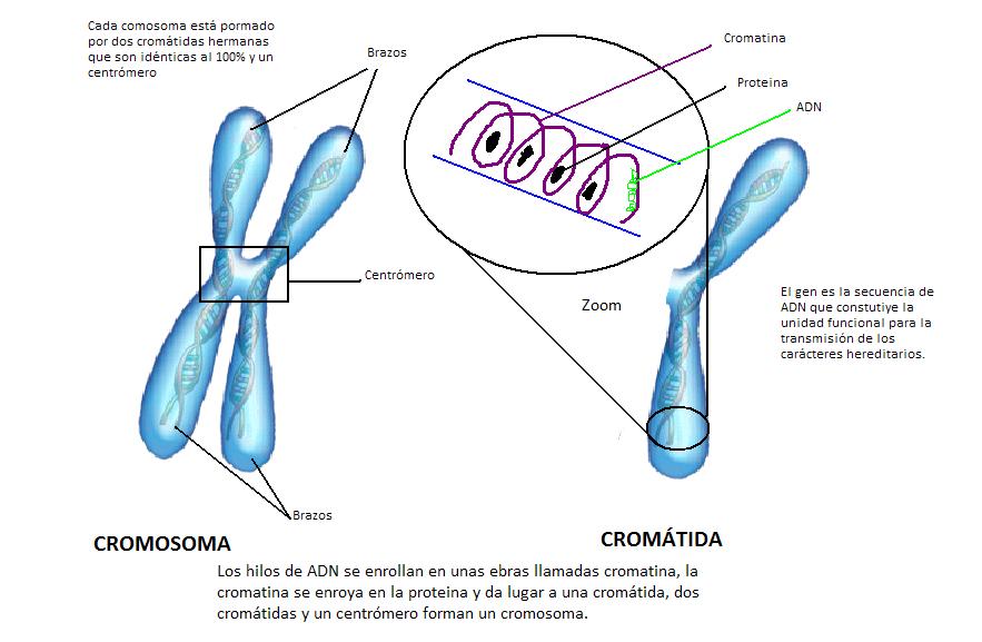 La Meiosis Estructura De Un Cromosoma Por Cristina Romero