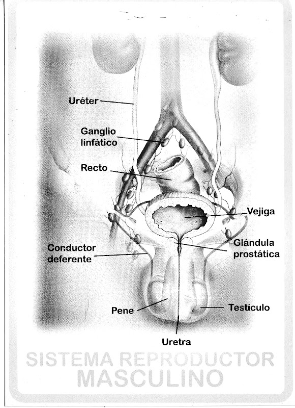 Pinto Dibujos Partes Del Sistema Reproductor Masculino Para Colorear