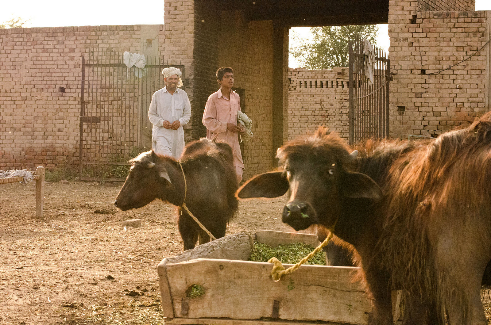 Village Life Punjab