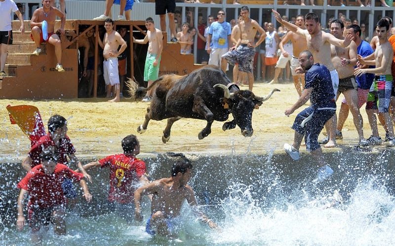 Bous A La Mar The Spanish Festival Of Chasing Bulls To The Sea