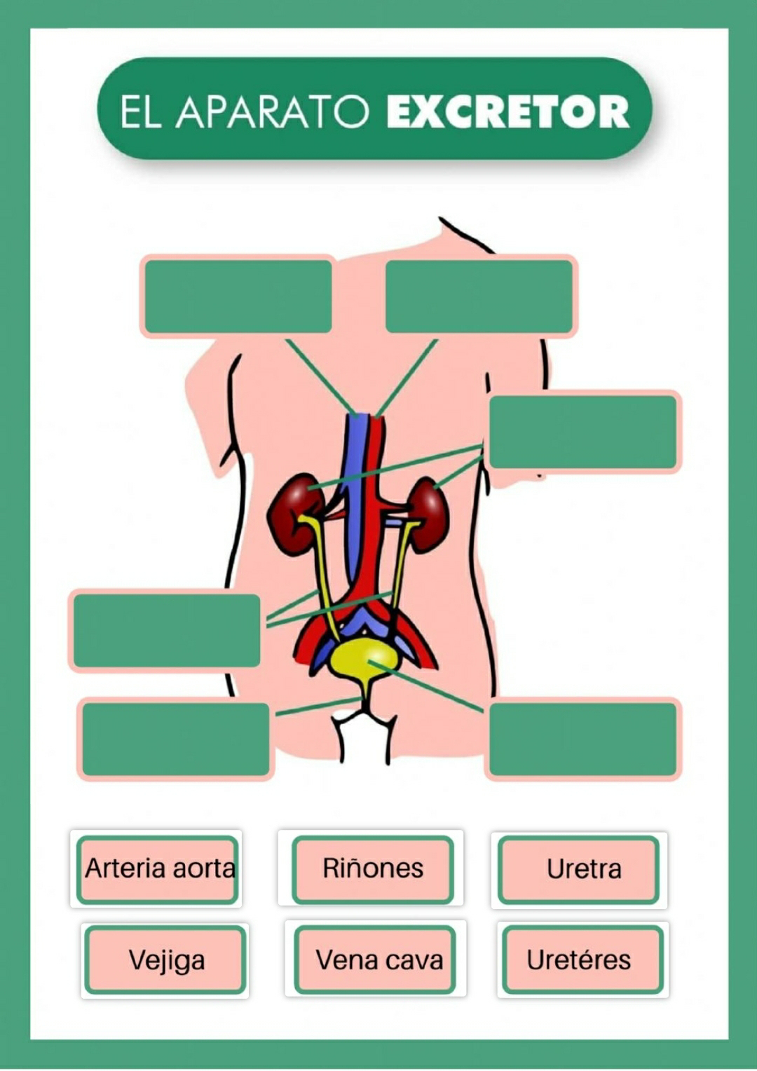 Fichas Liveworksheets Aparato Excretor Por Si Te Vale