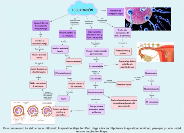 Fisiología Medica FecundaciÓn