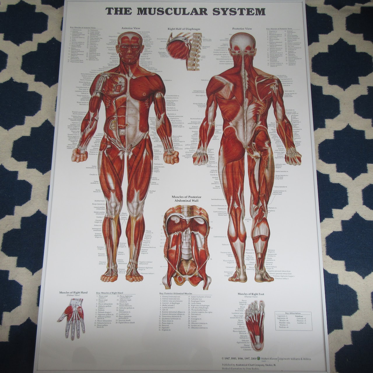 The Muscular System Anatomical Chart Poster Print Mus
