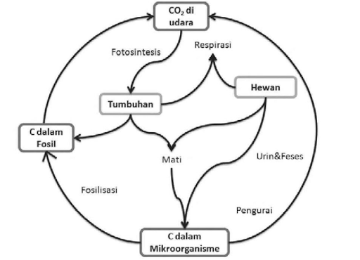 Mengenal Macam Macam Daur Biogeokimia