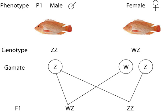 Sex Determination In Fish