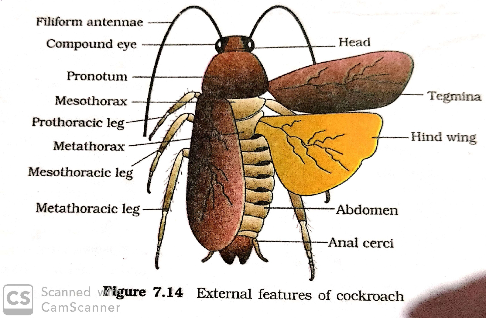 Cockroach Morphology Anatomy Excretory System Circulatory System