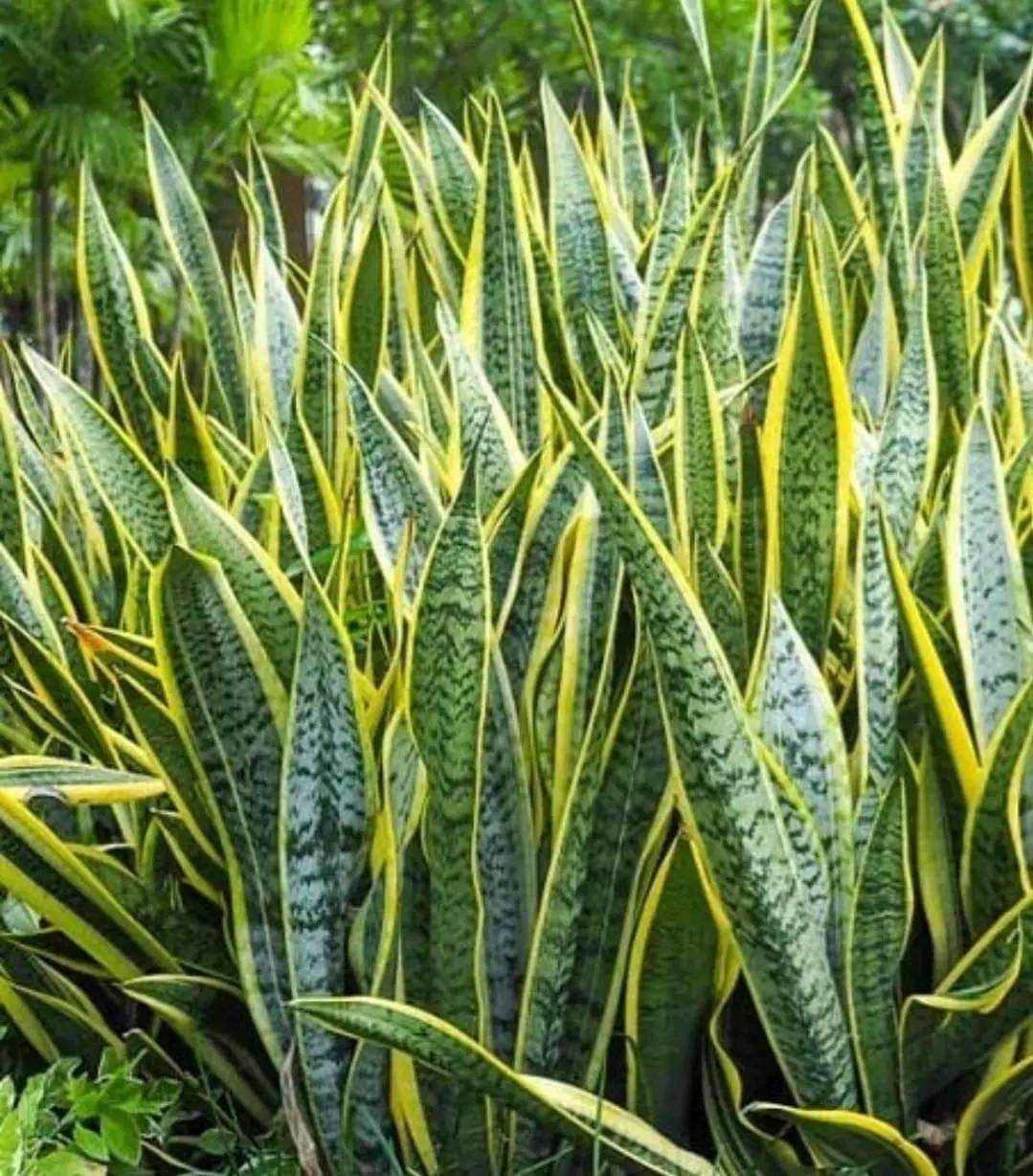 Esta Planta NÃo Pode Faltar Na Sua Casa