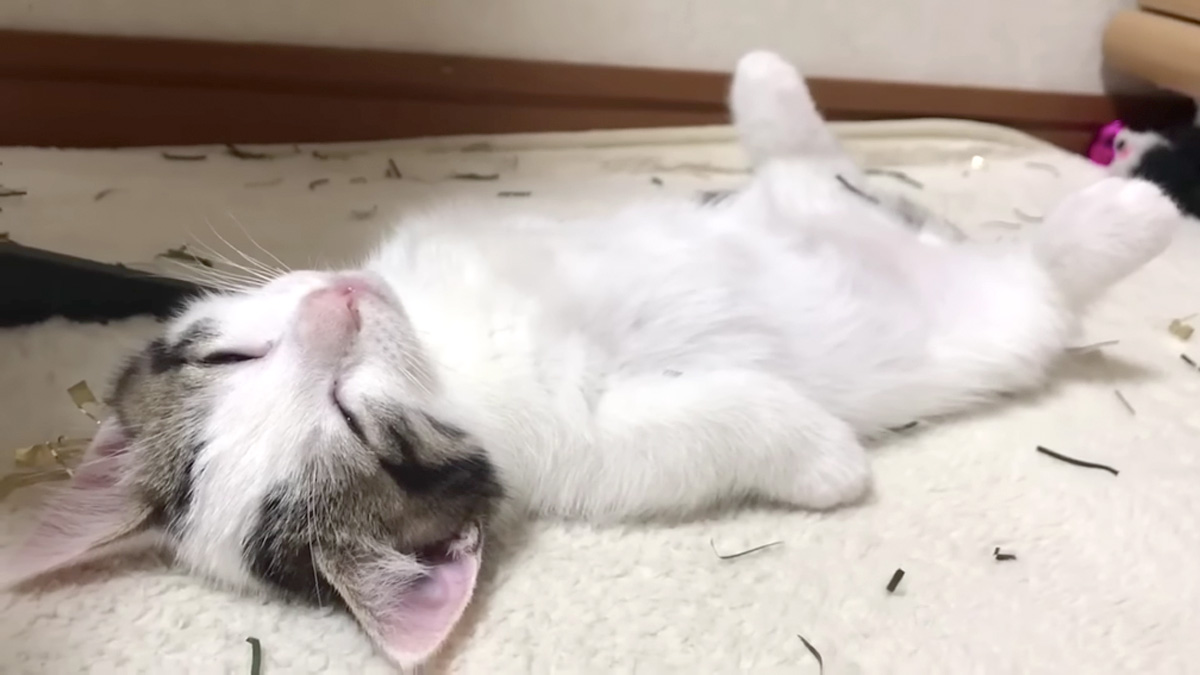 まるでお手本のような寝相で眠る子猫。可愛すぎるヘソ天姿に思わず胸がキュンとする ´艸`♡ Trill【トリル】