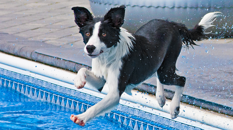 Do Border Collies Like To Swim Furryherders