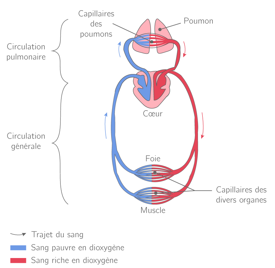 Comment Agit Limpesanteur Sur La Circulation Sanguine Et La Structure