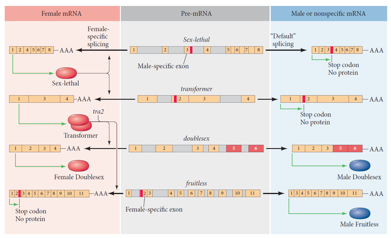 Chromosomal Sex Determination In Drosophila Rethink Biology Notes