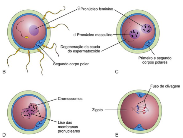 Resumo De Fecundação Gametas Fases Zigoto E Mais Sanarmed