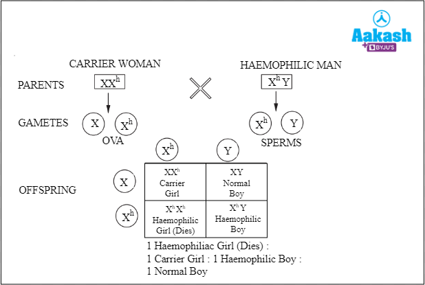 Mendelian Disorders In Biology Definition Types And Importance Aesl