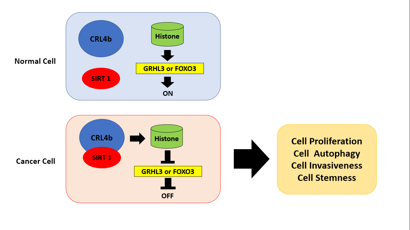 Pancreatic Cancer Stem Cells And Tumorigenesis Bioxone