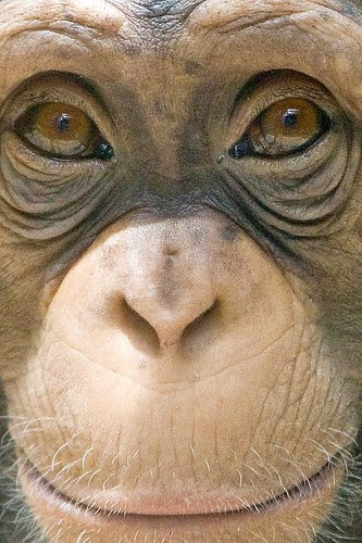 Kinoshita Blog Chimpanzee Face