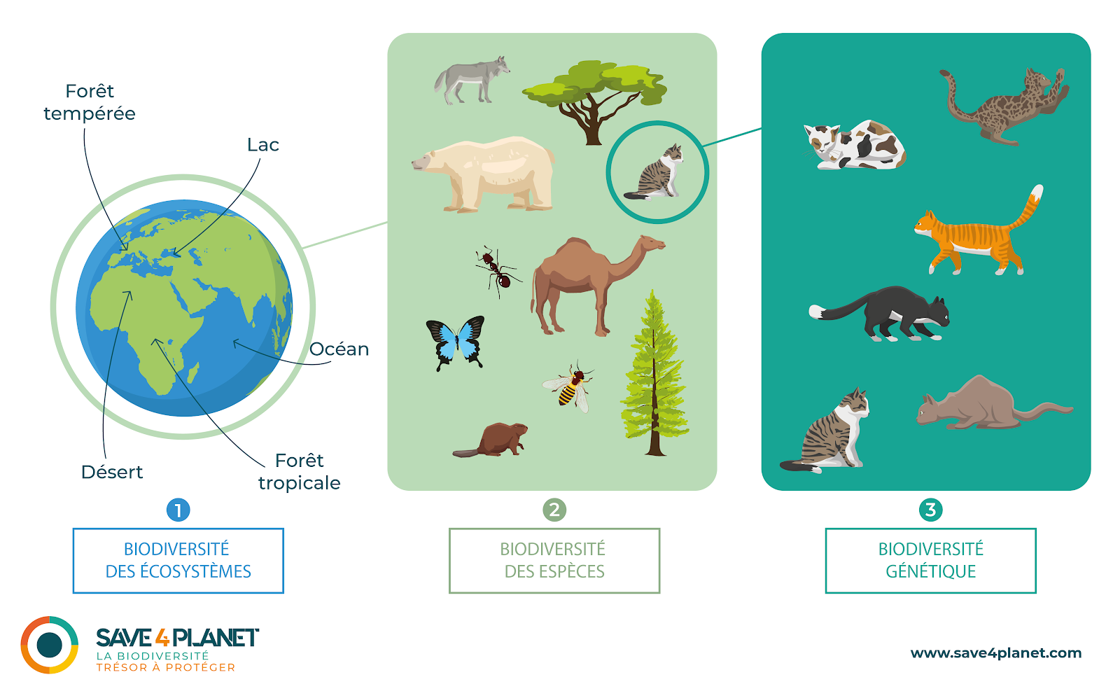 Biodiversité Définition Pourquoi Et Comment La Protéger Save 4 Planet