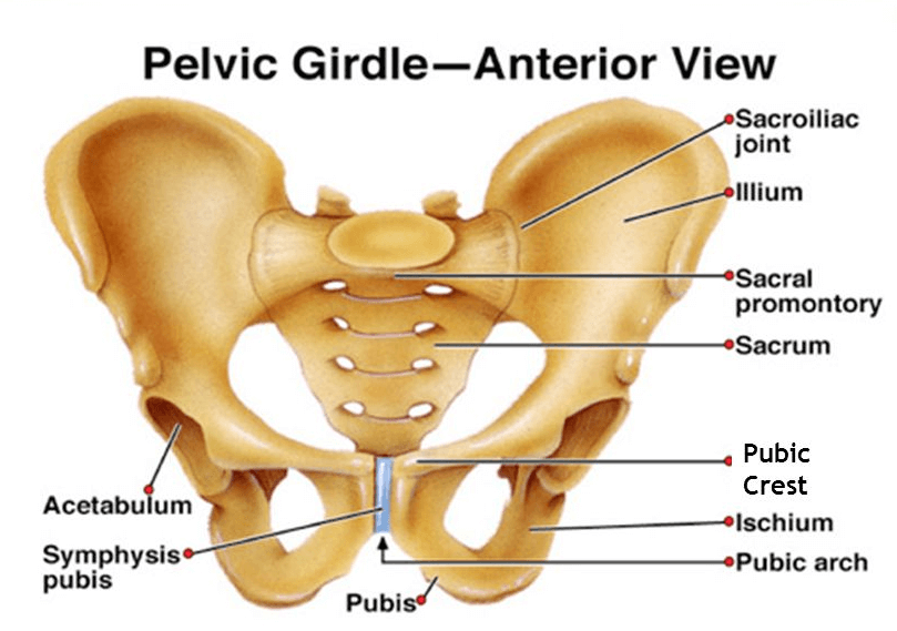 Pelvic Girdle Pain During Pregnancy Progressive Care