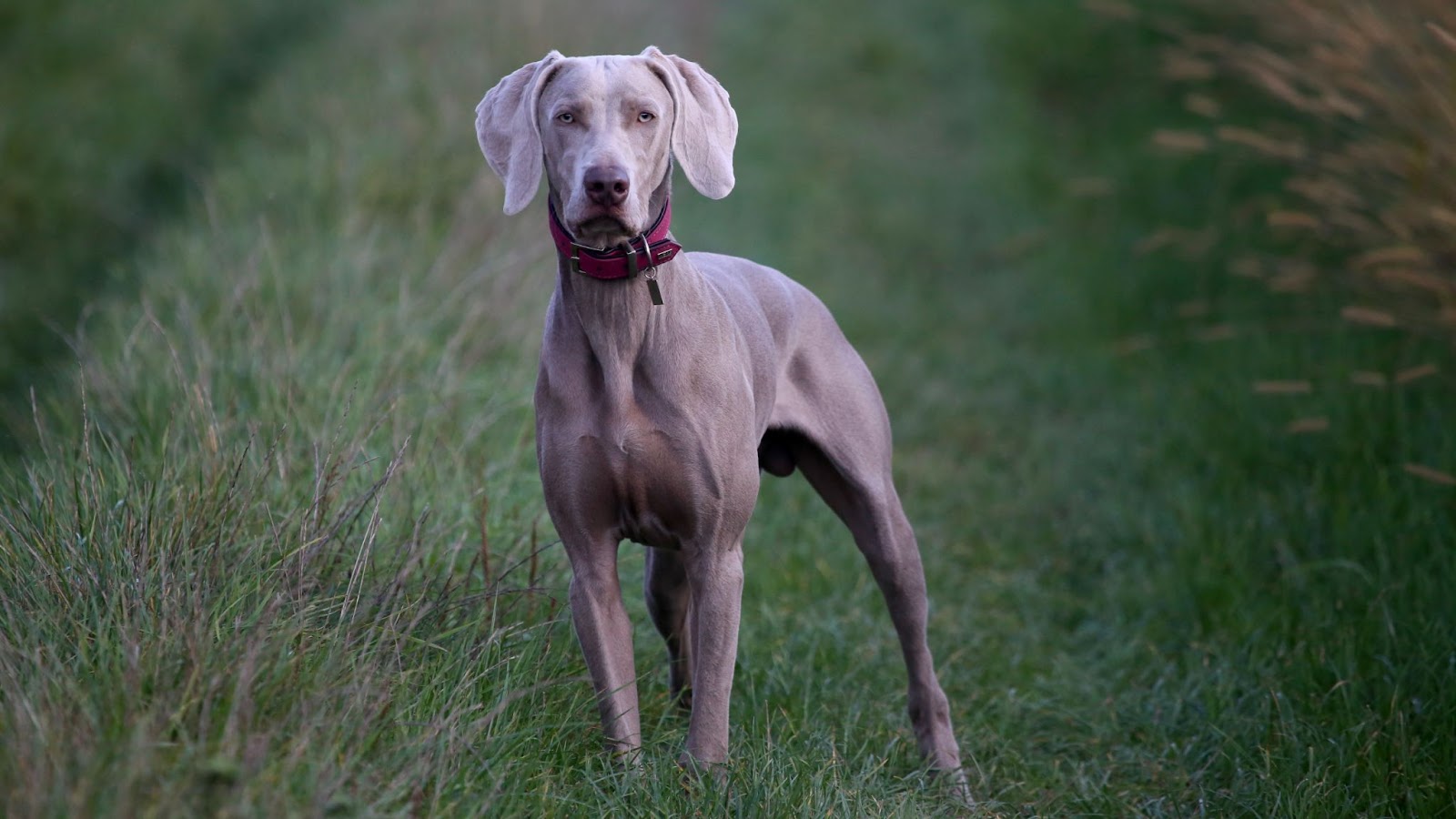 The Best Dogs For Apartment Living Landing