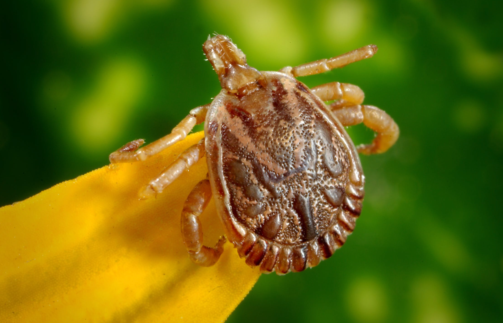 Best Methods For Removing Ticks