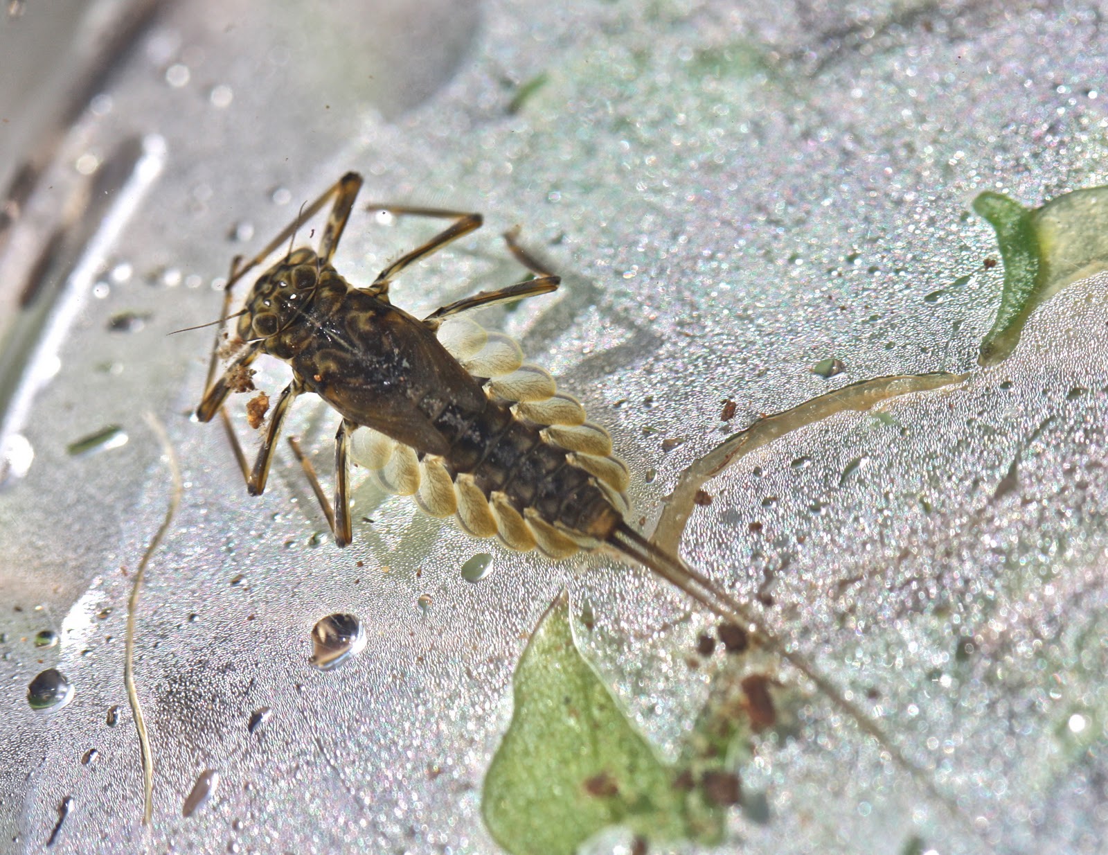 Aquatic Insects Of Central Virginia Stream Report The Lynch River