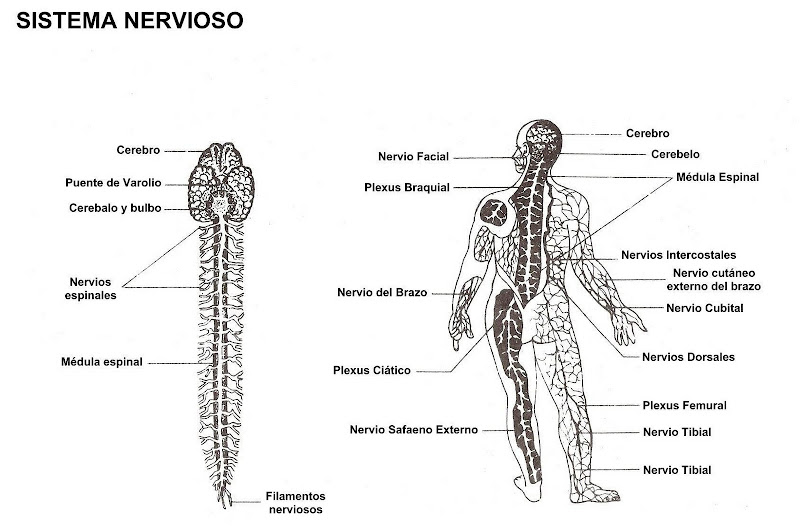 Pinto Dibujos Sistema Nervioso Para Colorear