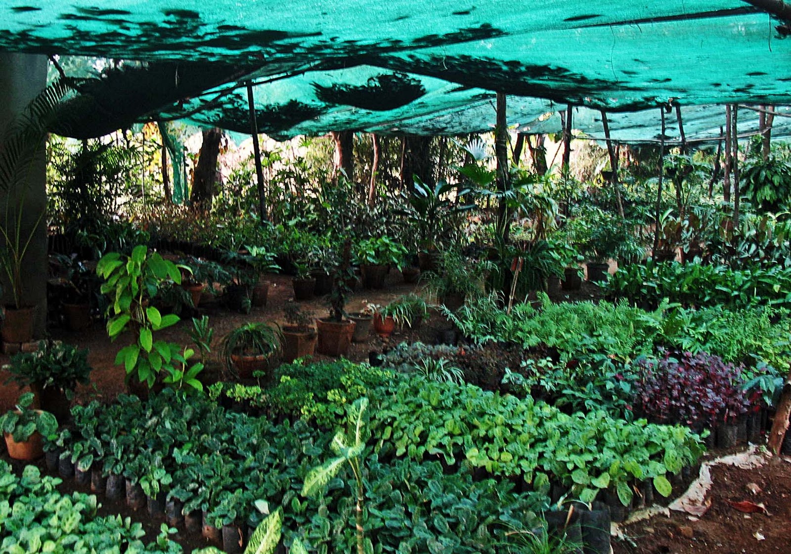 Stock Pictures Plant Nursery