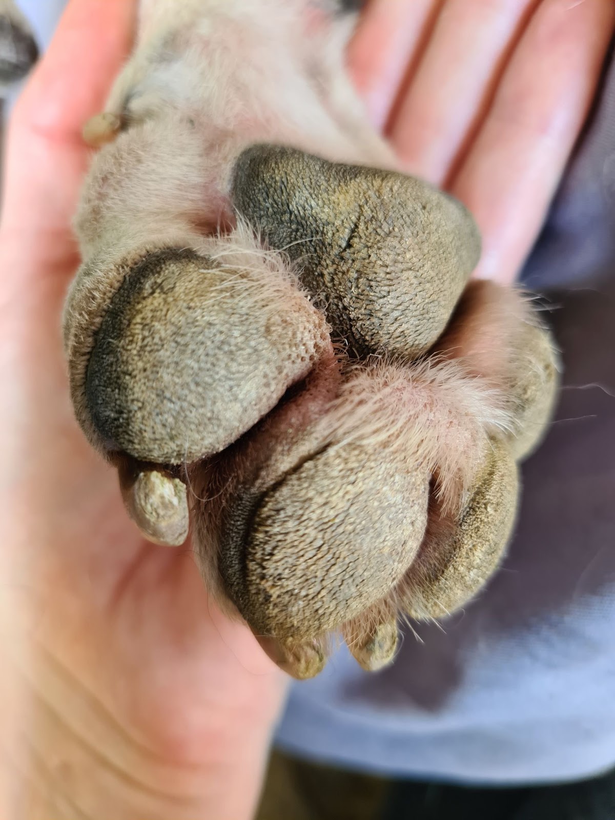 Your Guide To Preventing And Treating Cracked And Dry Paws On Dogs Pawsafe