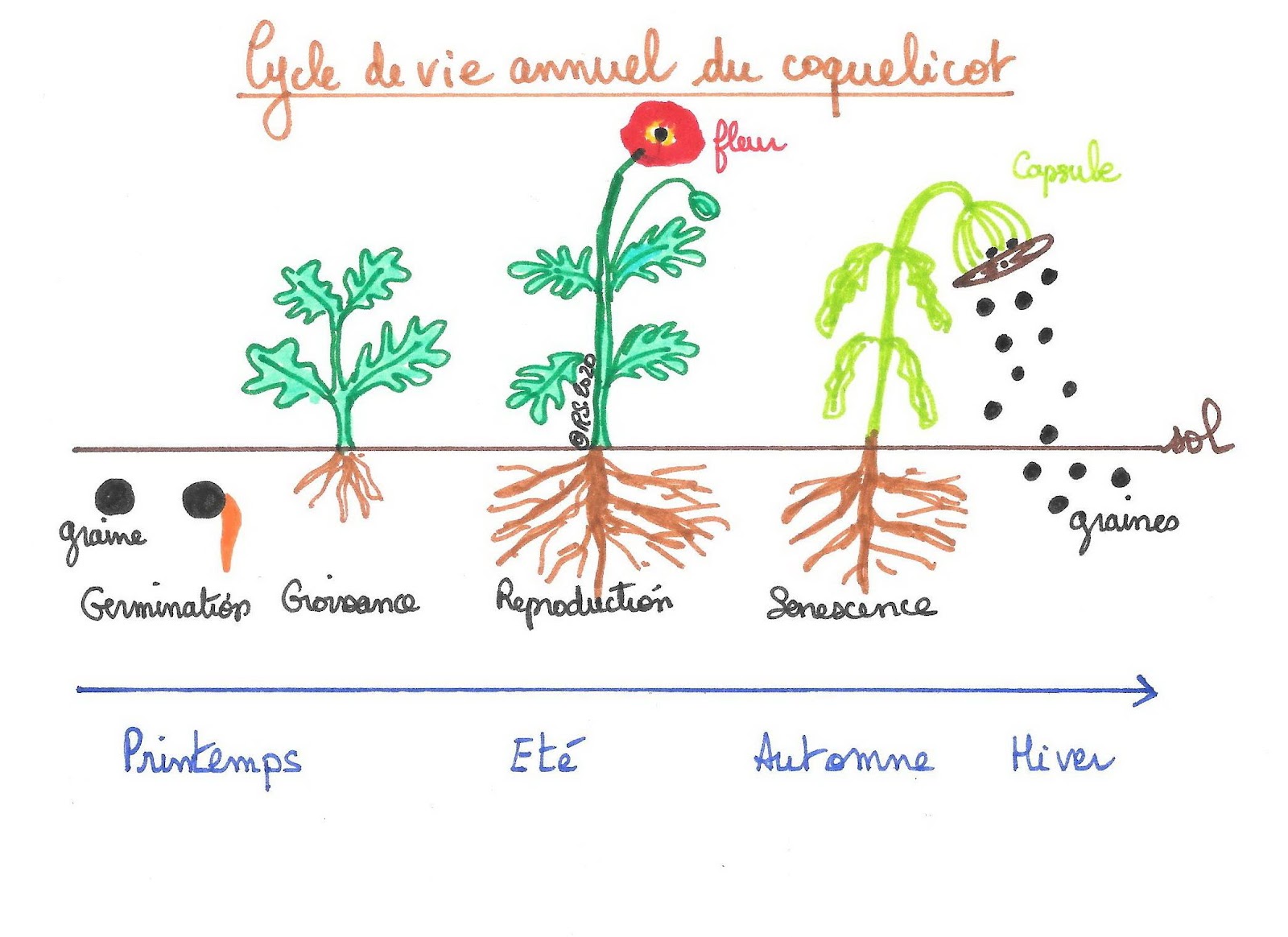 Fleurs Et Pollinisation