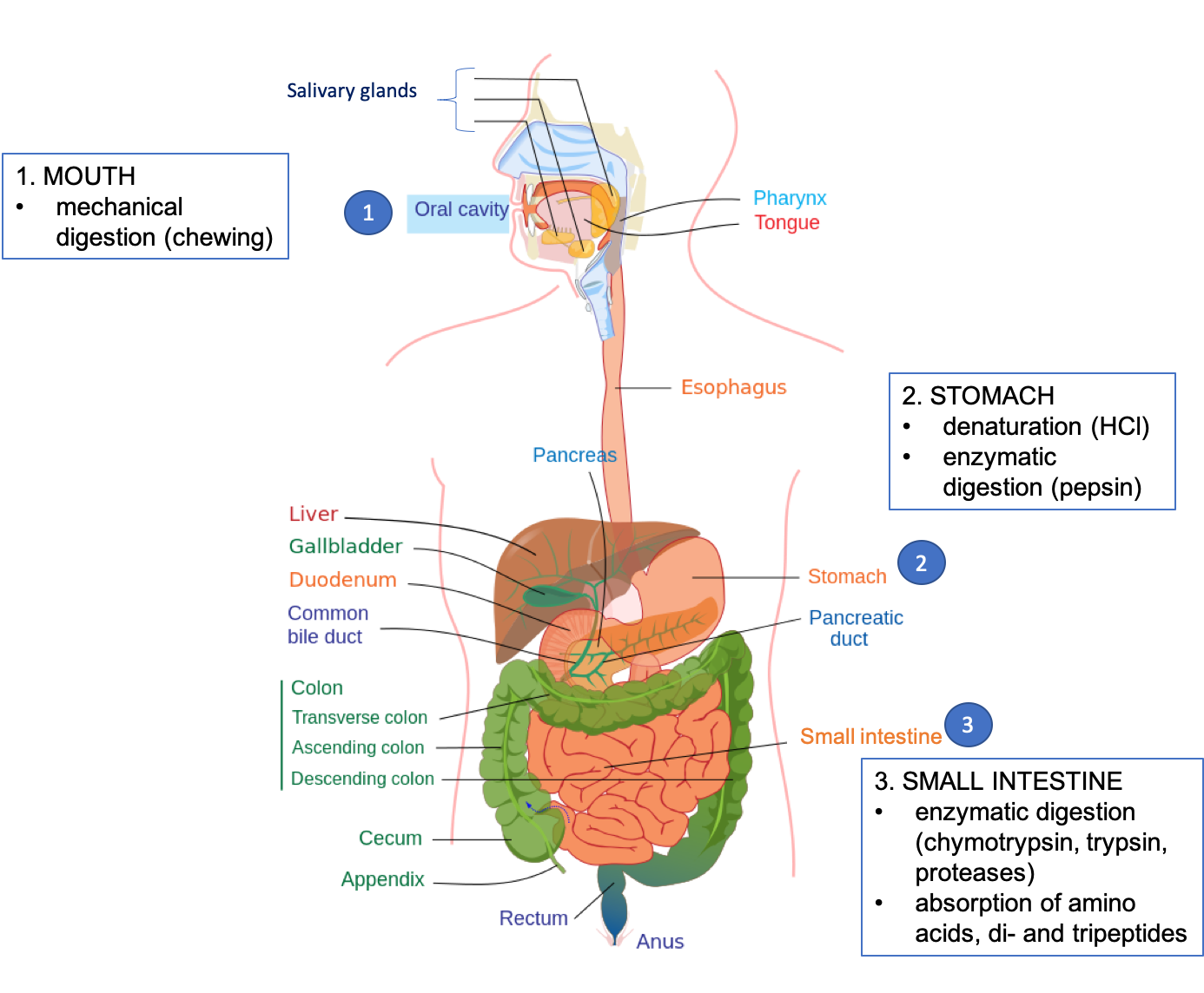 Protein Digestion And Absorption