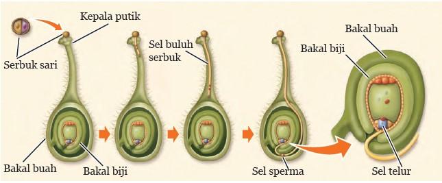 Sistem Gerak Pada Hewan Dan Tumbuhan