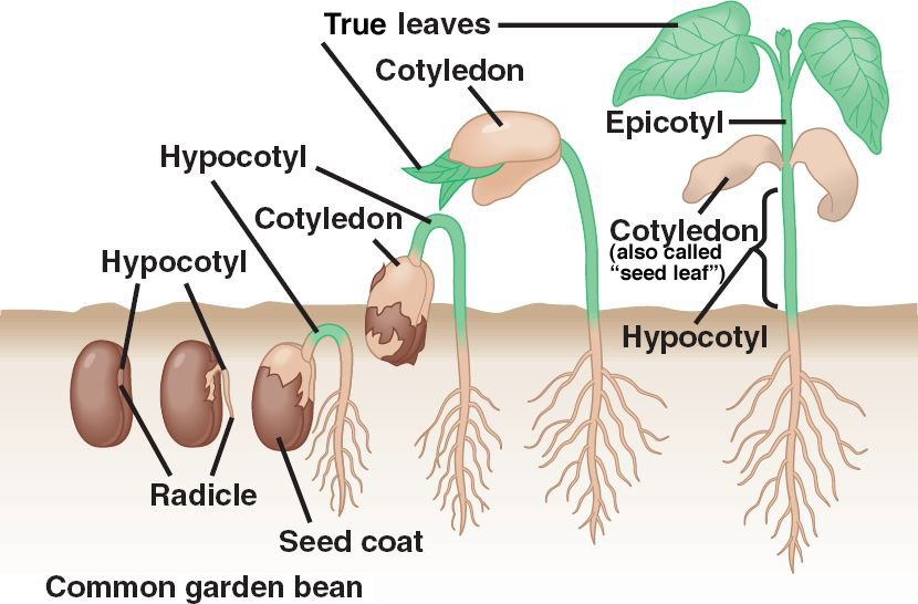 Seed Germination Diagram