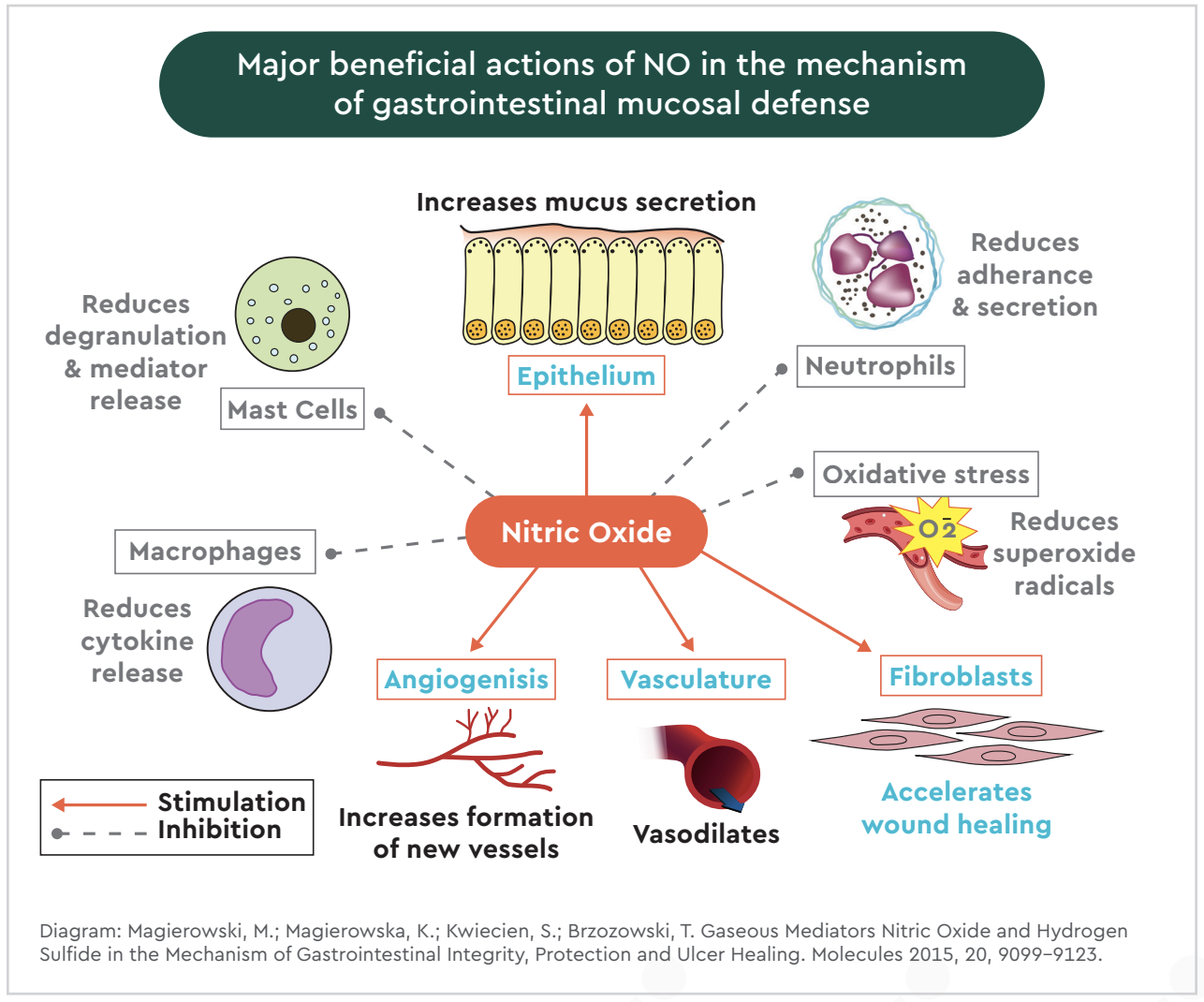 Nitric Oxide Benefits For Sex Cardiovascular Disease Immunity And