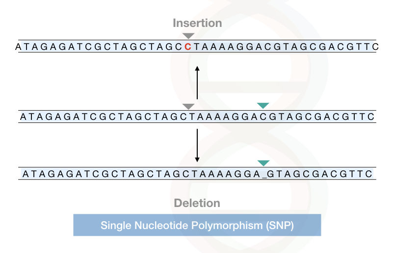 What Is Single Nucleotide Polymorphism Snp The Basics