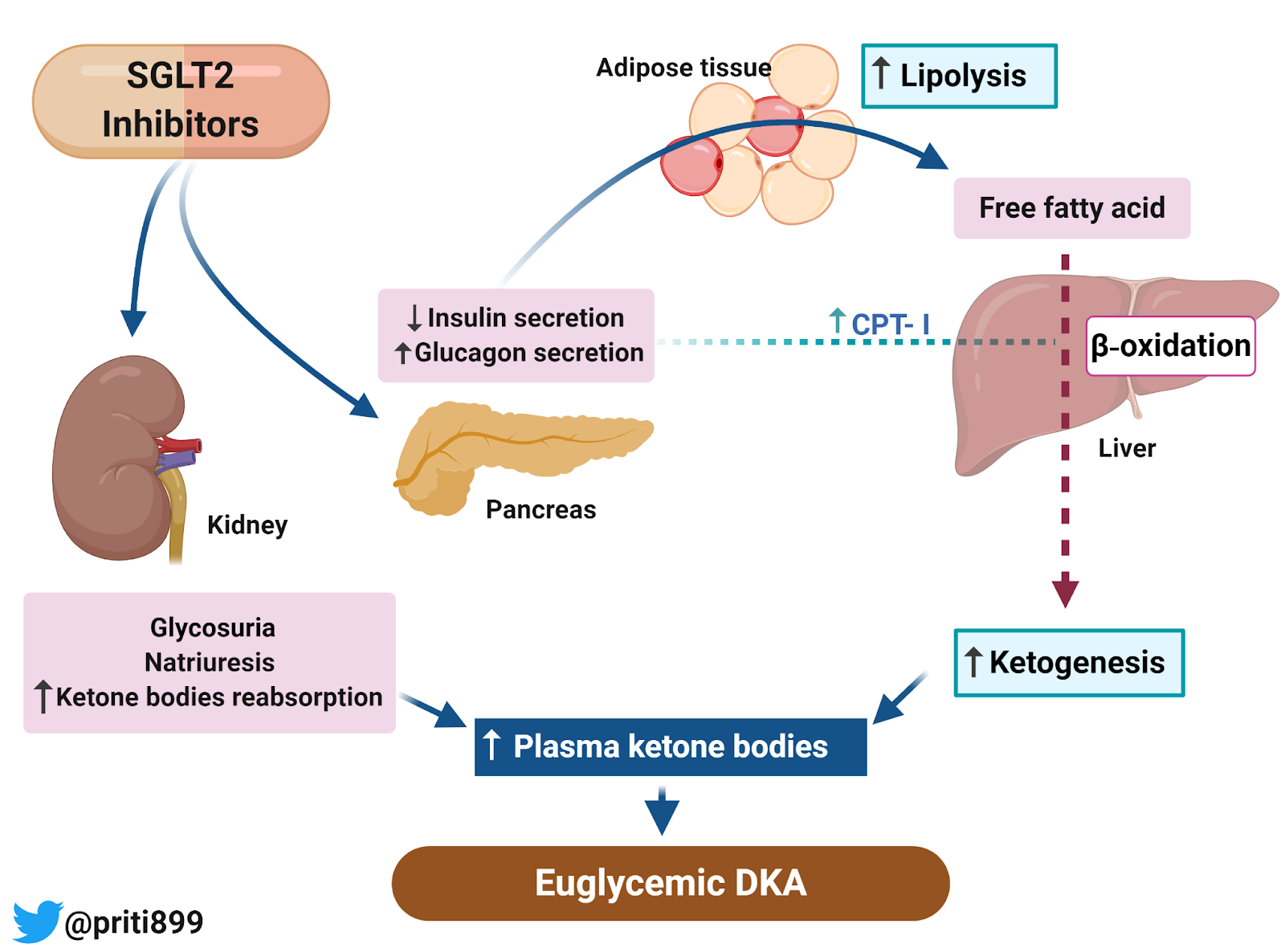 Sglt2 Inhibitor Induced Euglycemic Diabetic Ketoacidosis Renal Fellow