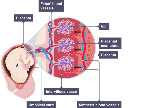 Igcse Biology Notes 310 Describe The Role Of The Placenta In The