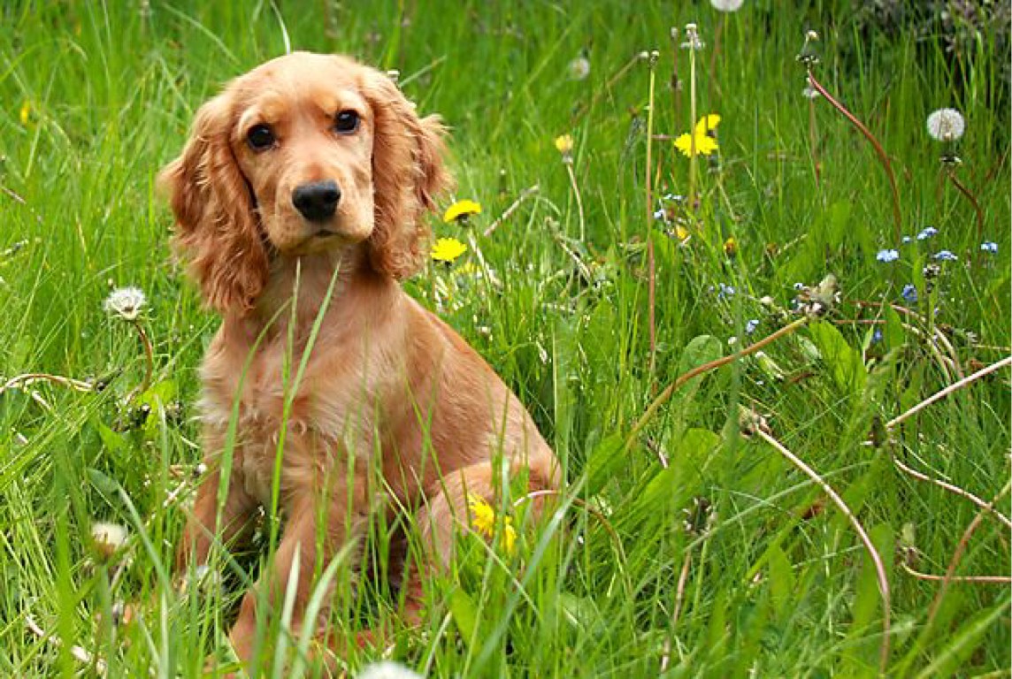 An A To Z Guide To Raise The English Cocker Spaniel 2020 Breeders