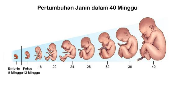 Pertumbuhan Dan Perkembangan Pada Manusia Ika Wawi Ri