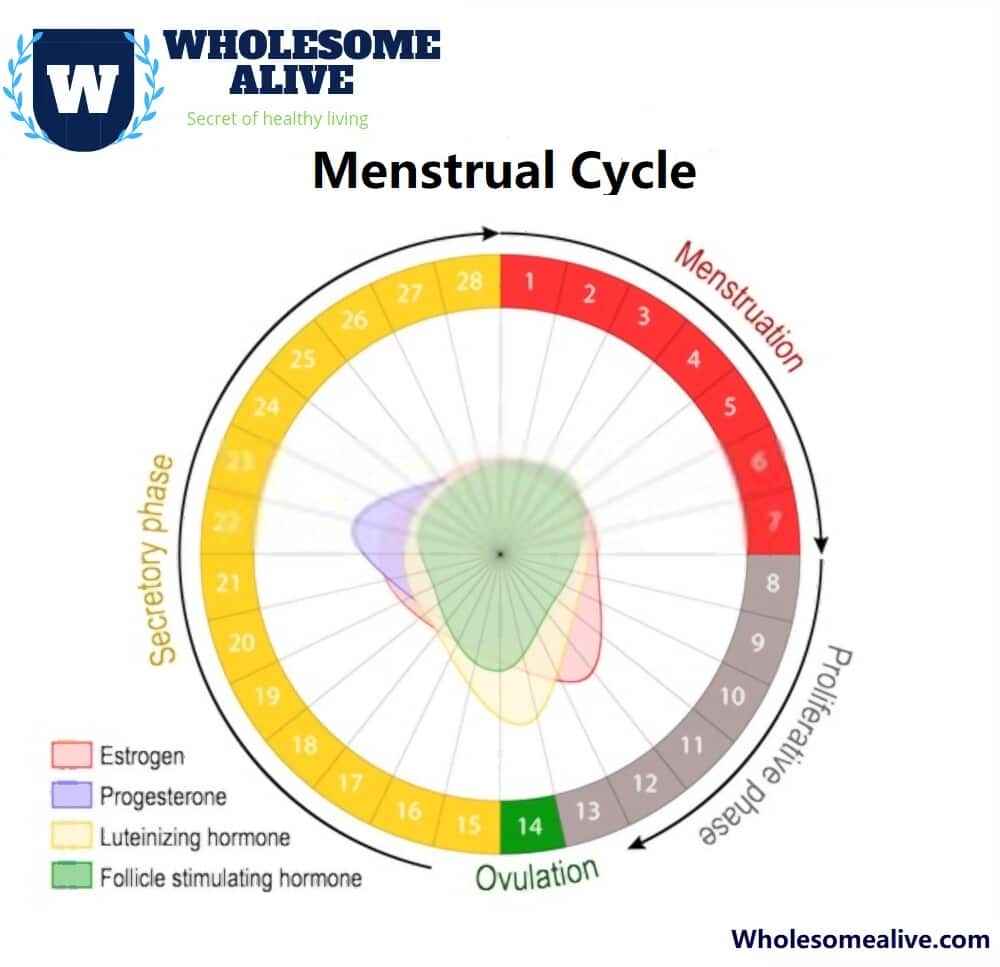 Frequent Urination During Ovulation 4 Best Approach To Normalize