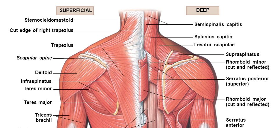 Neck And Shoulder Anatomy Diagram