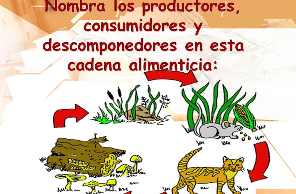 Ejemplo De Cadena Alimenticia Productores Consumidores Y